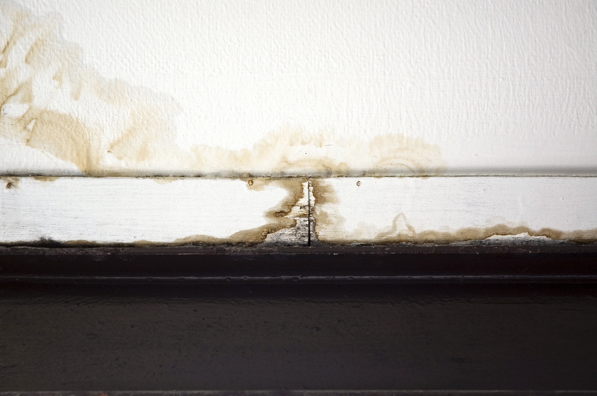 Can Mold Come Back After Remediation?