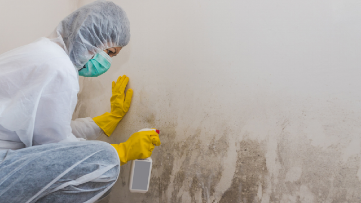 How Does Mold Remediation Work?