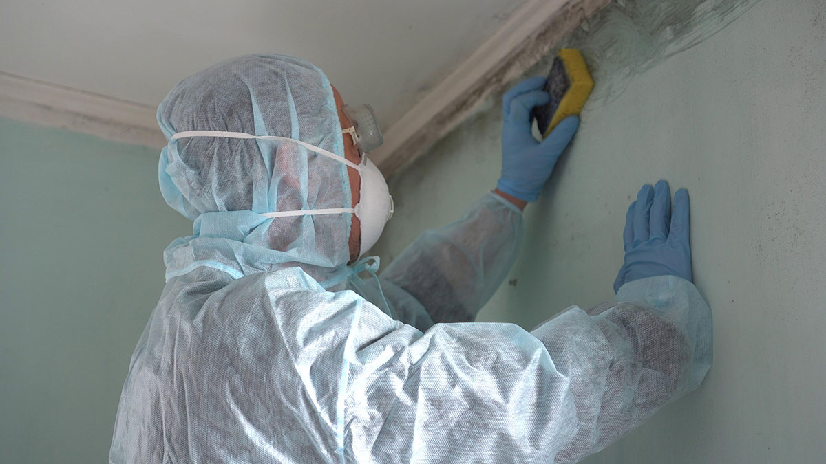 What Happens During Mold Remediation: Protecting Your Home and Health